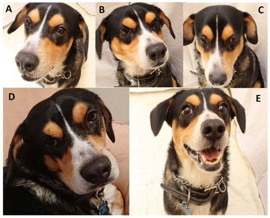 Current Advances in Assessment of Dog’s Emotions, Facial Expressions ...