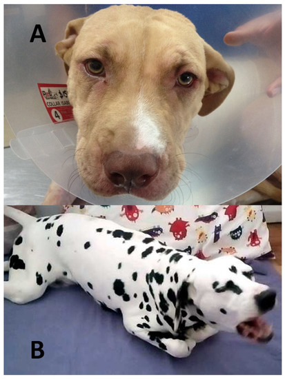 Current Advances in Assessment of Dog’s Emotions, Facial Expressions ...