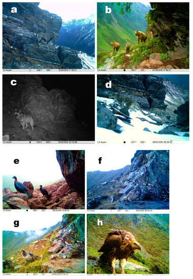 Animals | Free Full-Text | Habitat Use and Activity Patterns of Mammals ...