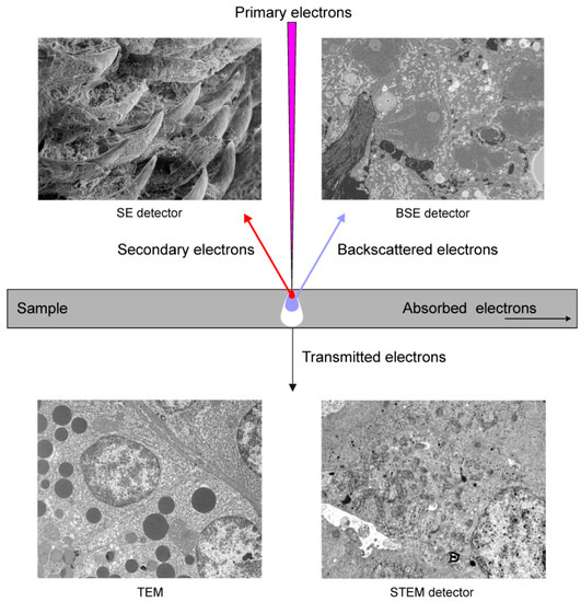 Field-Emission Scanning Electron Microscope as a Tool for Large-Area ...