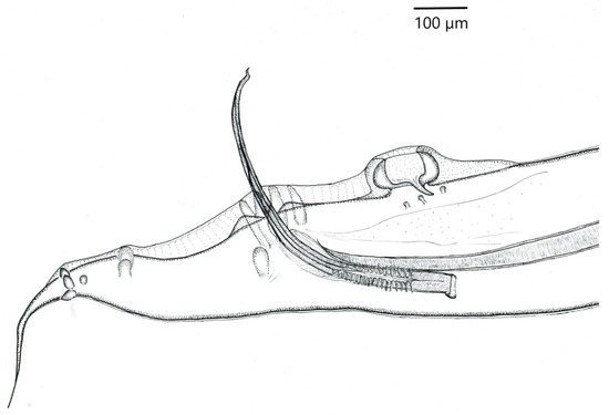 Intestinal Helminth Communities of Grey Partridge Perdix perdix and ...