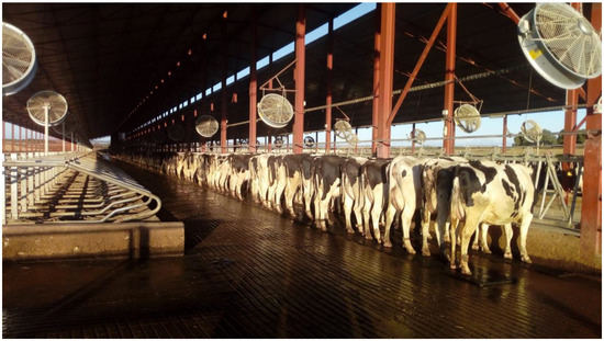 Effects of Heat Stress on Follicular Physiology in Dairy Cows