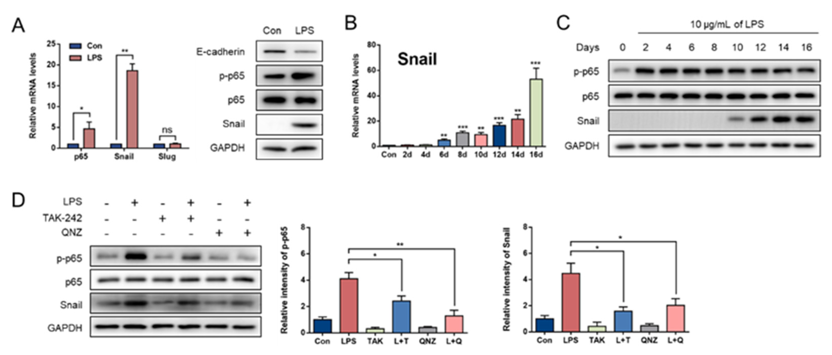 NF-κB–Dependent Snail Expression Promotes Epithelial–Mesenchymal ...