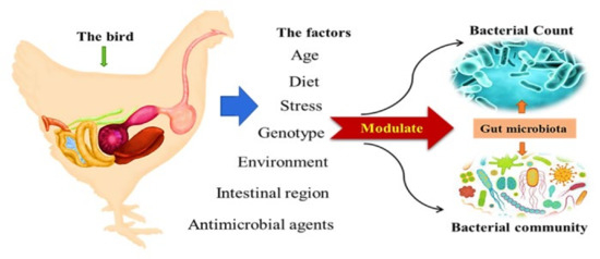 Managing Gut Microbiota through In Ovo Nutrition Influences Early-Life ...