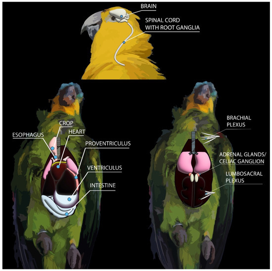 Seeing beyond a Dilated Proventriculus: Diagnostic Tools for ...