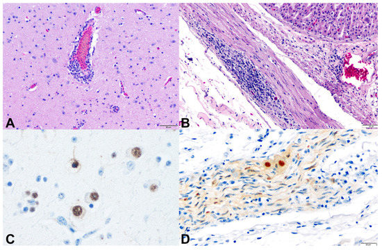 Seeing beyond a Dilated Proventriculus: Diagnostic Tools for ...