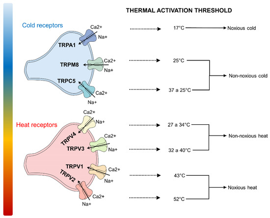 Transient Receptor Potential (TRP) and Thermoregulation in Animals ...