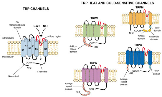 Transient Receptor Potential (TRP) and Thermoregulation in Animals: Structural Biology and ...