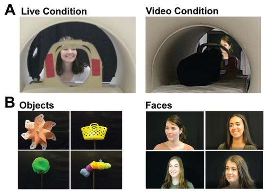 Using Live and Video Stimuli to Localize Face and Object Processing ...