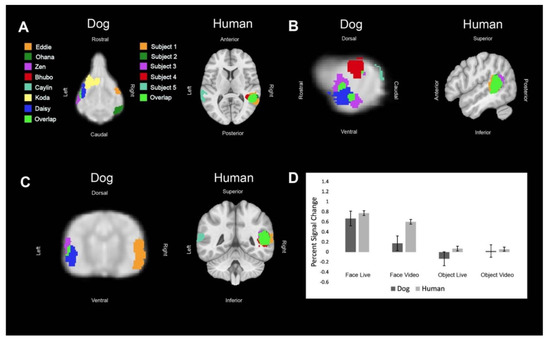 Using Live and Video Stimuli to Localize Face and Object Processing ...