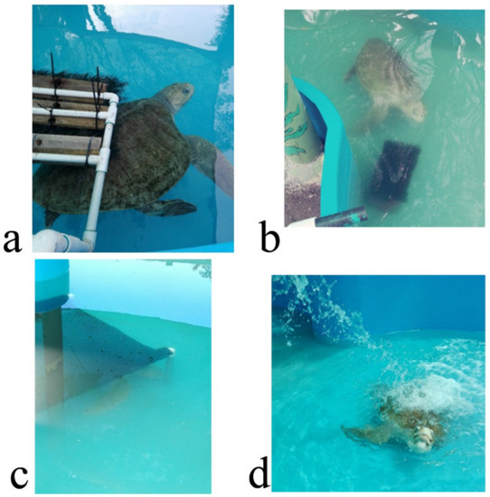 Rehabilitation of Marine Turtles and Welfare Improvement by Application ...