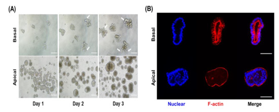 Porcine Intestinal Apical-Out Organoid Model for Gut Function Study