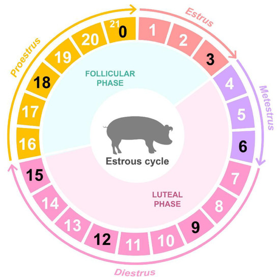 Time Series Ovarian Transcriptome Analyses of the Porcine Estrous Cycle ...