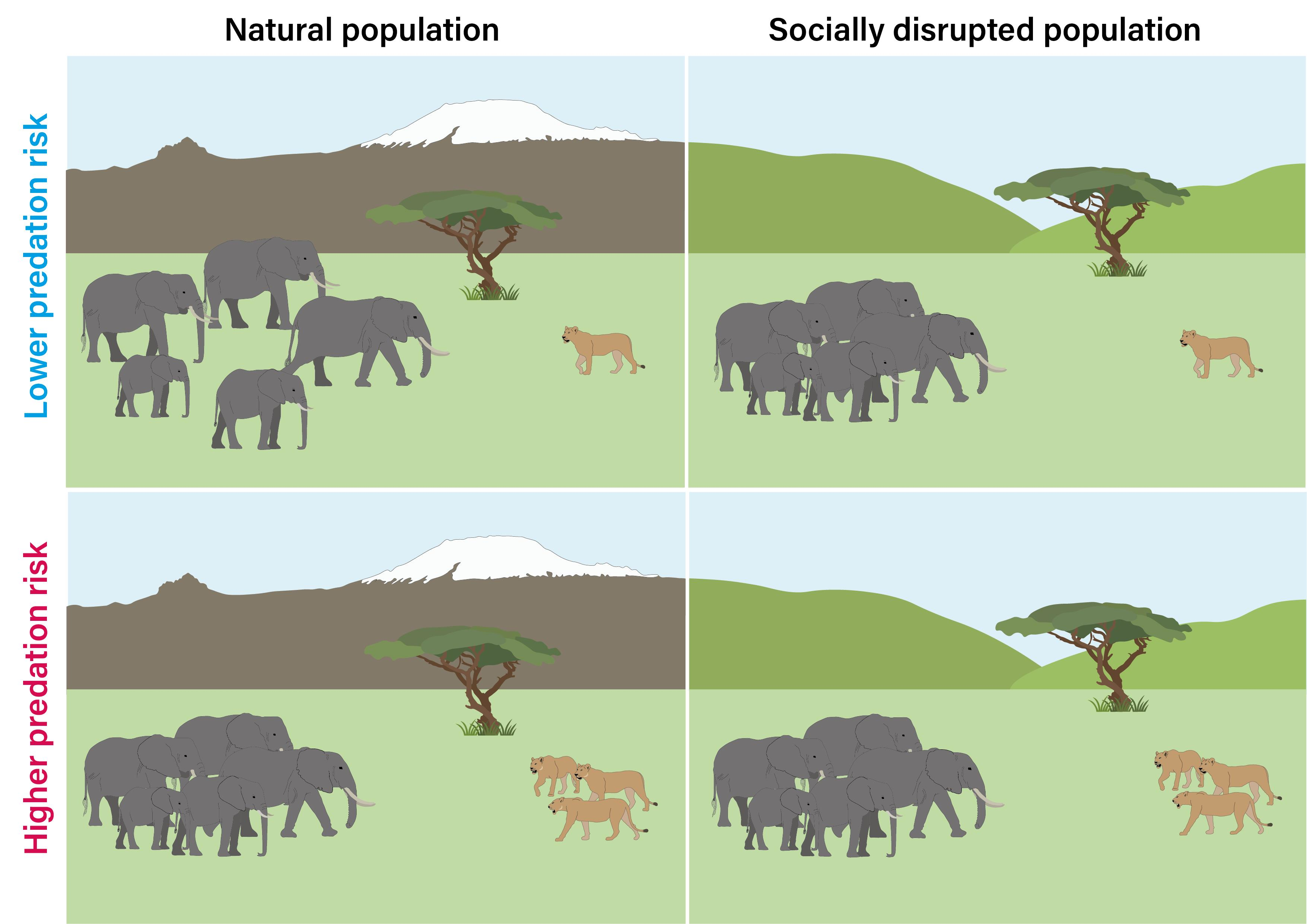 Animals Population Examples