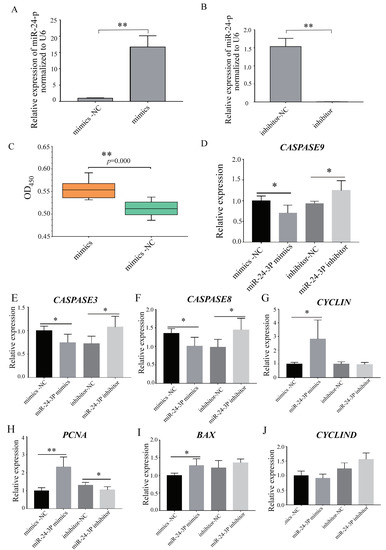 MiR-24-3p Conservatively Regulates Muscle Cell Proliferation and ...