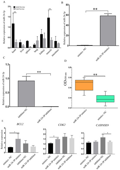 MiR-24-3p Conservatively Regulates Muscle Cell Proliferation and ...