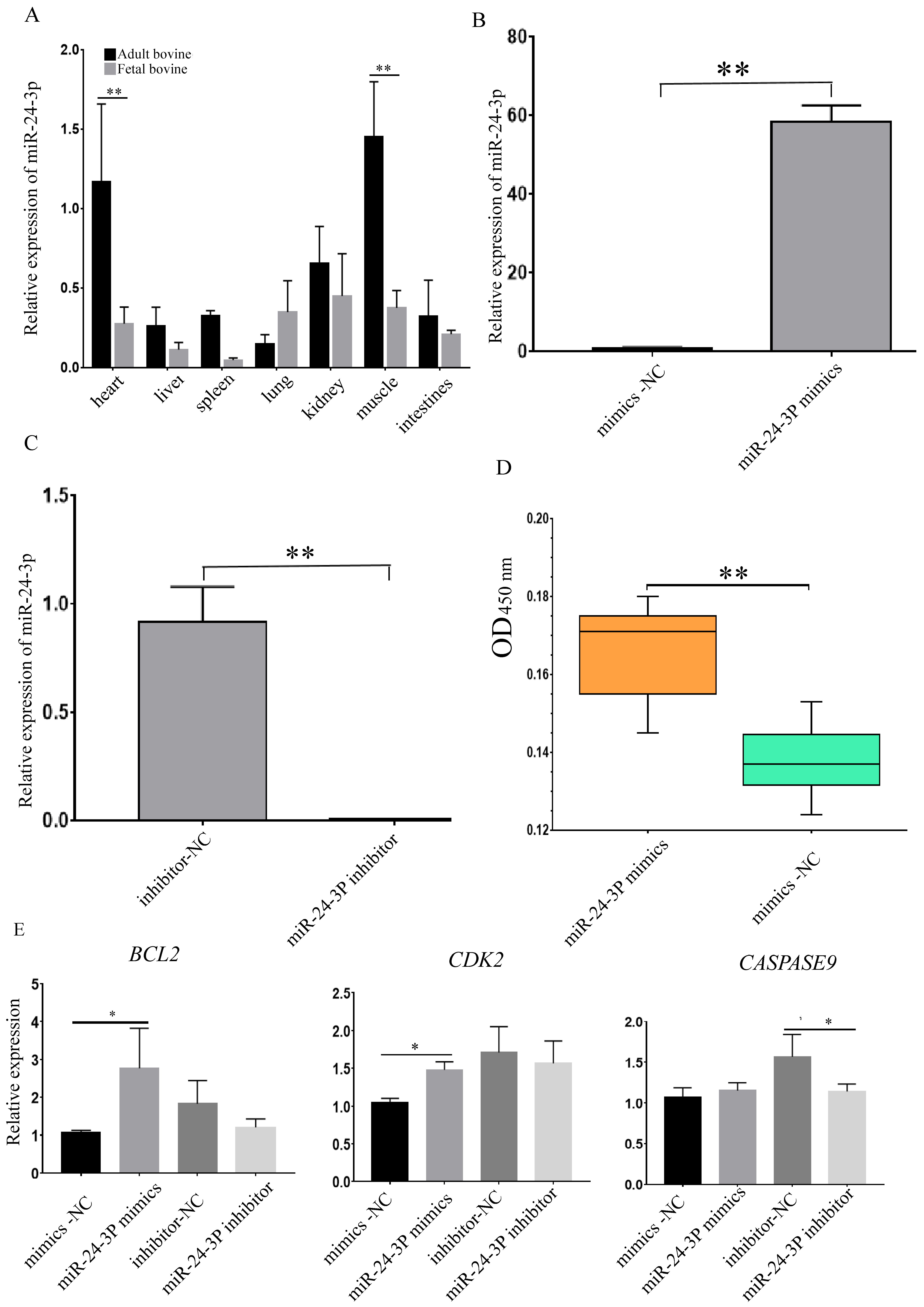MiR-24-3p Conservatively Regulates Muscle Cell Proliferation and ...