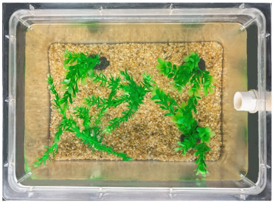 The Effect of Environmental Enrichment on Laboratory Rare Minnows ...