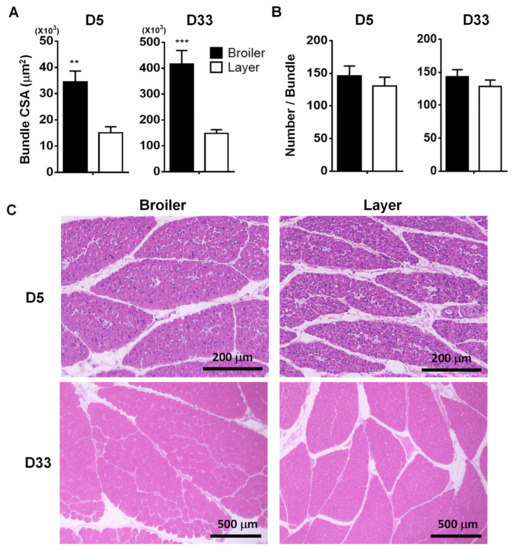Differential Expression of MSTN Isoforms in Muscle between Broiler and ...