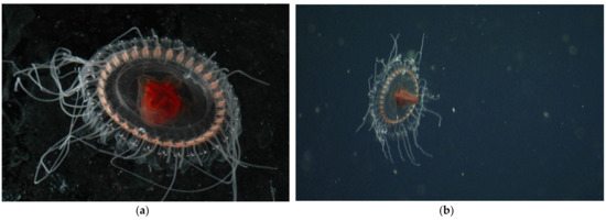 Animals | Free Full-Text | Atolla reynoldsi sp. nov. (Cnidaria ...