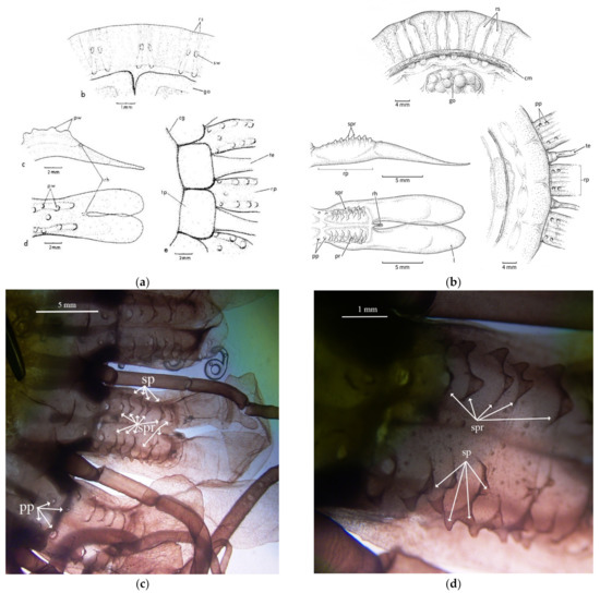 Animals | Free Full-Text | Atolla reynoldsi sp. nov. (Cnidaria ...