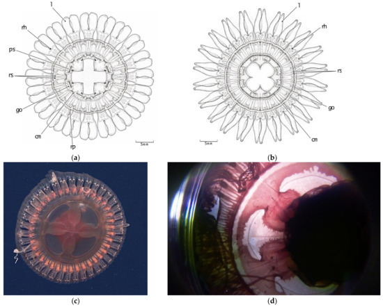 Animals | Free Full-Text | Atolla reynoldsi sp. nov. (Cnidaria ...