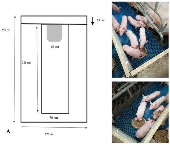 Animals | Free Full-Text | The Effect of Lift Crates on Piglet Survival ...