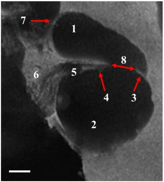 First Attempt to Infer Sound Hearing and Its Paleoenvironmental ...