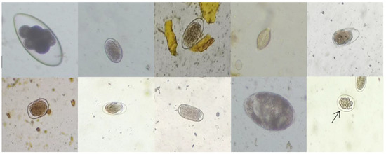 Positivity Rate Investigation and Anthelmintic Resistance Analysis of ...