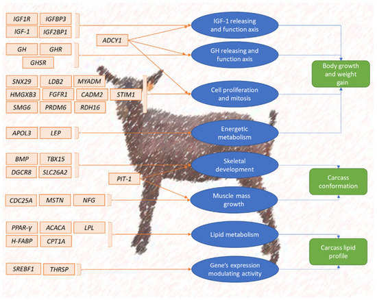 Candidate Genes and Their Expressions Involved in the Regulation of ...