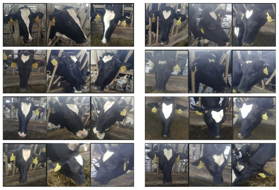 Holstein Cattle Face Re-Identification Unifying Global and Part Feature ...