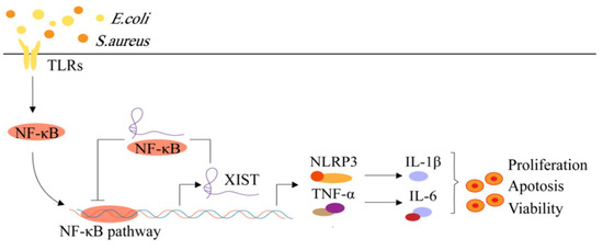 Progress in Expression Pattern and Molecular Regulation Mechanism of ...