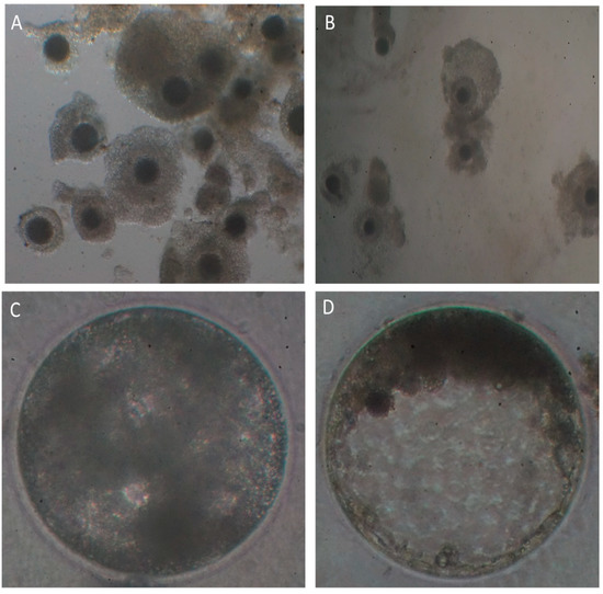 Oocyte Quality, In Vitro Fertilization and Embryo Development of Alpaca ...