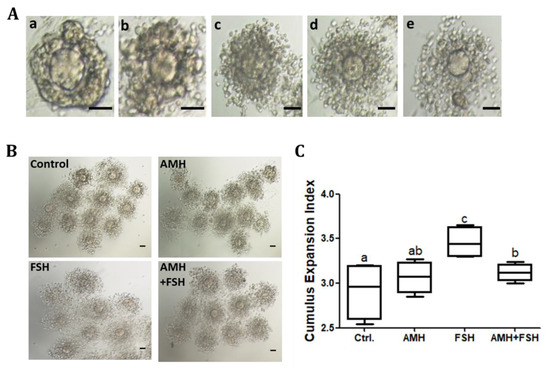 Anti-Müllerian Hormone Inhibits FSH-Induced Cumulus Oocyte Complex In ...