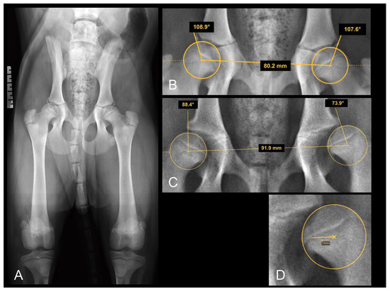 Inter-Observer Agreement in Radiographic Diagnosis of Coxofemoral Joint ...
