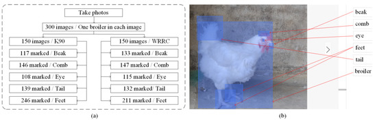 Animals | Free Full-Text | Study on Poultry Pose Estimation Based on ...