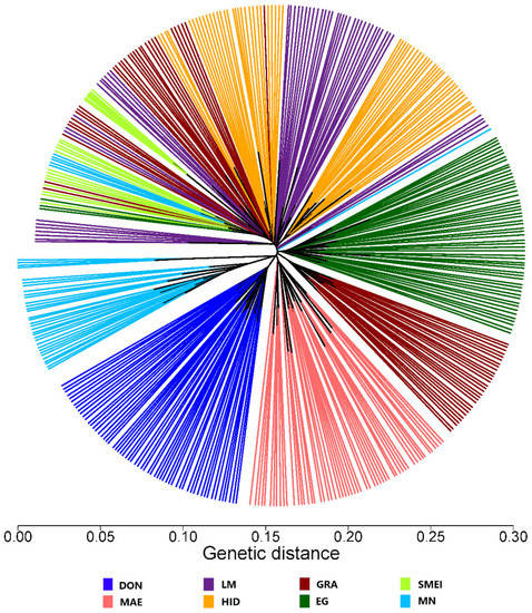 Genomic Population Structure of the Main Historical Genetic Lines of ...