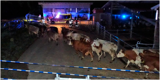 Exploring the Evacuation of Dairy Cattle at Night in Collaboration with ...