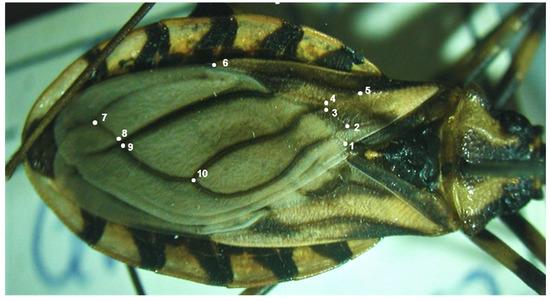 Morphological Stasis in Time? A Triatoma brasiliensis brasiliensis ...