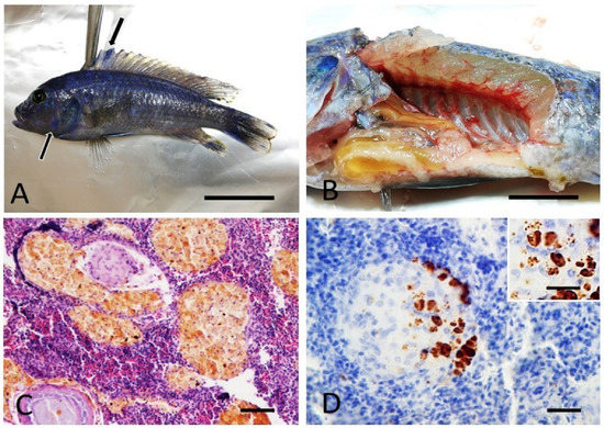Pathological and Tissue-Based Molecular Investigation of Granulomas in ...
