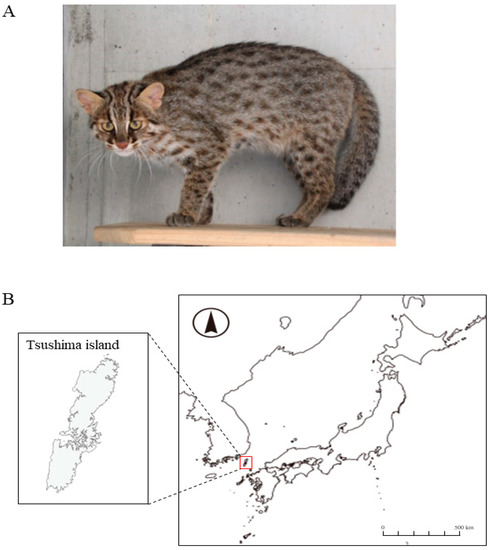 Comparison of the Genetic Diversity of the Captive and Wild Populations ...