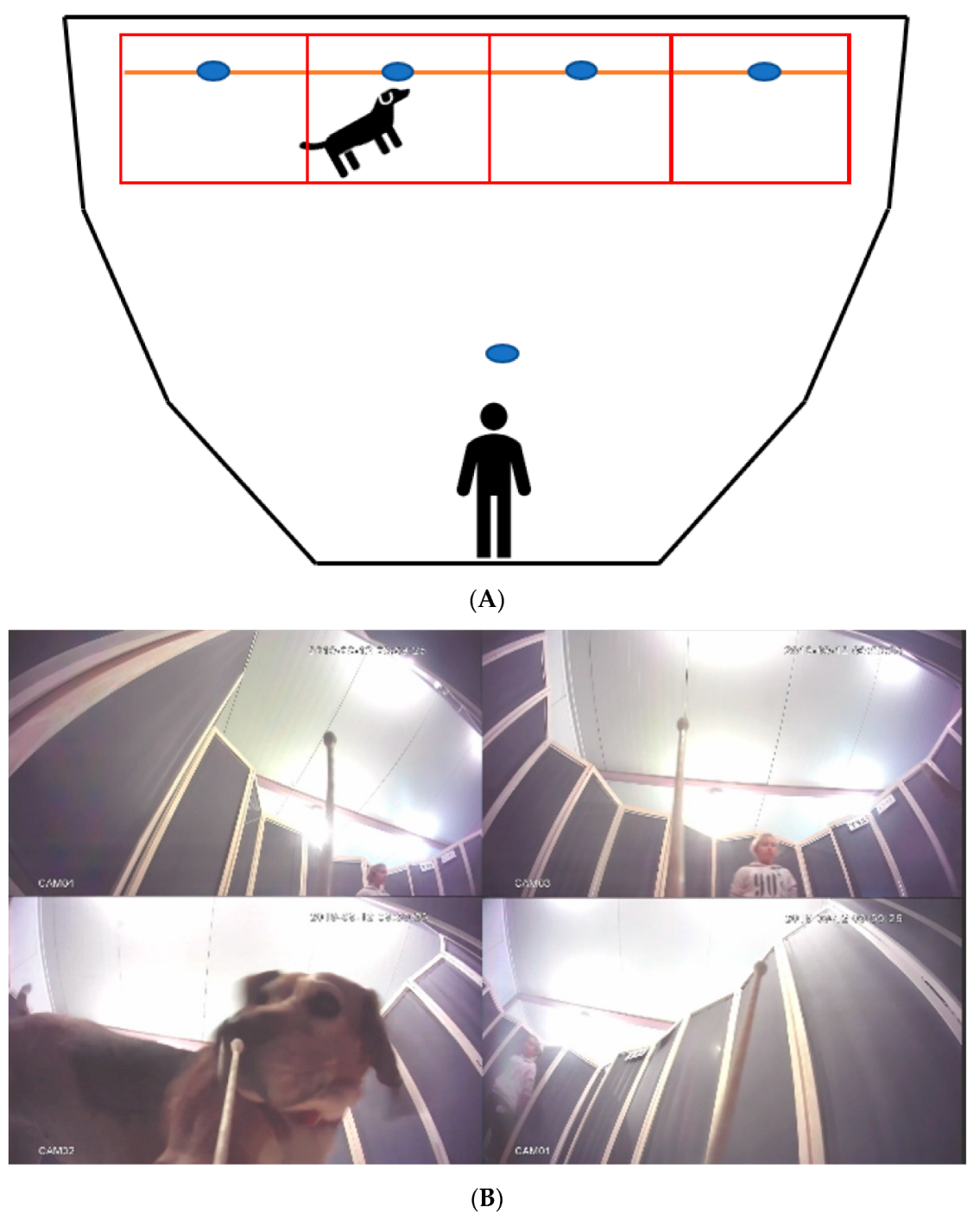 Canine Smell Preferences—Do Dogs Have Their Favorite Scents?