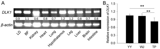 Functional Identification of Porcine DLK1 during Muscle Development