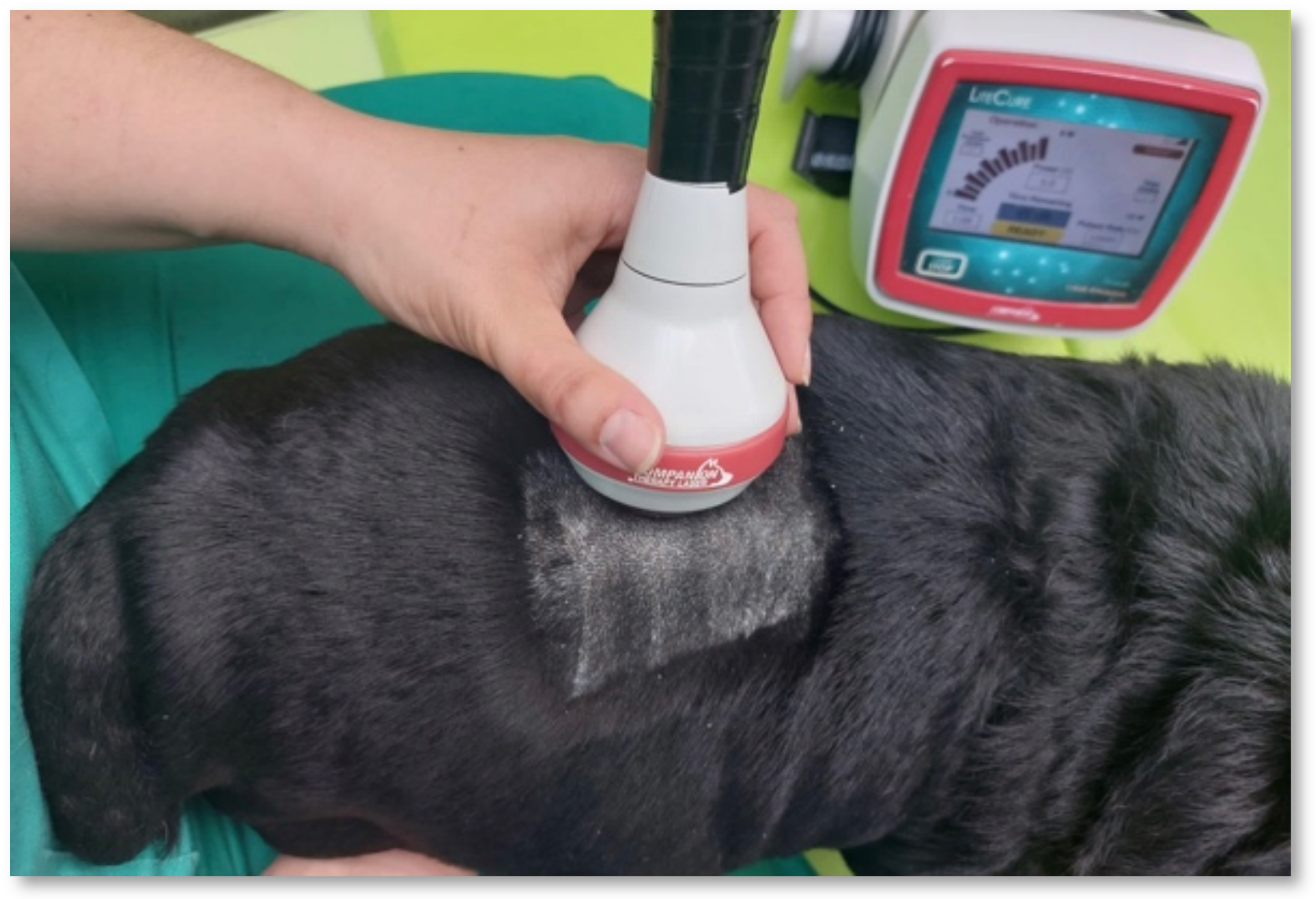 Influence of Spinal Shock on the Neurorehabilitation of ANNPE Dogs
