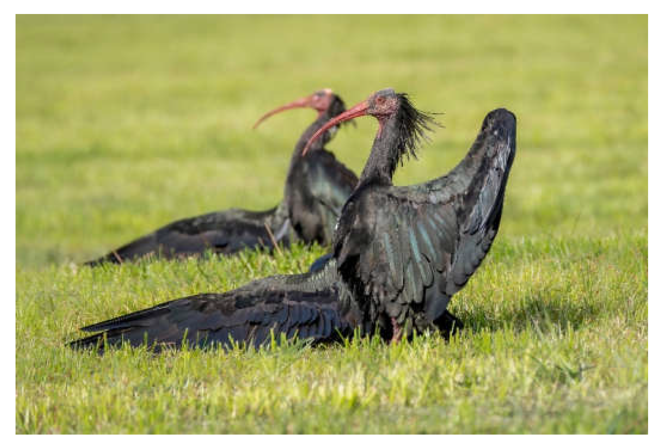 Tracing the Fate of the Northern Bald Ibis over Five Millennia: An ...