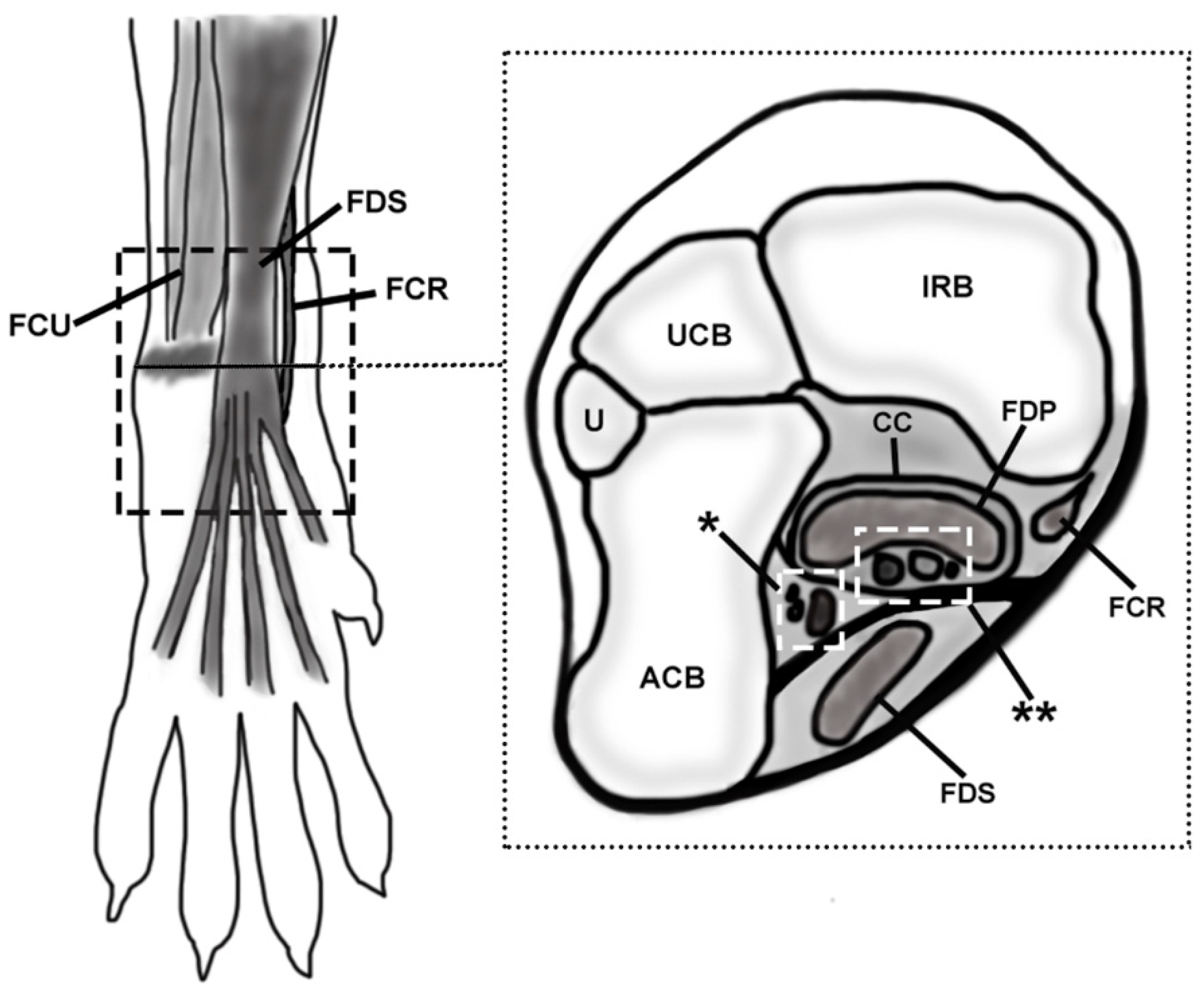 Animal In Carpus Anatomy