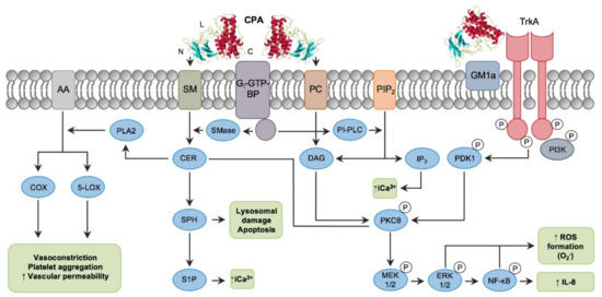 Yellow Lamb Disease (Clostridium perfringens Type A Enterotoxemia of ...