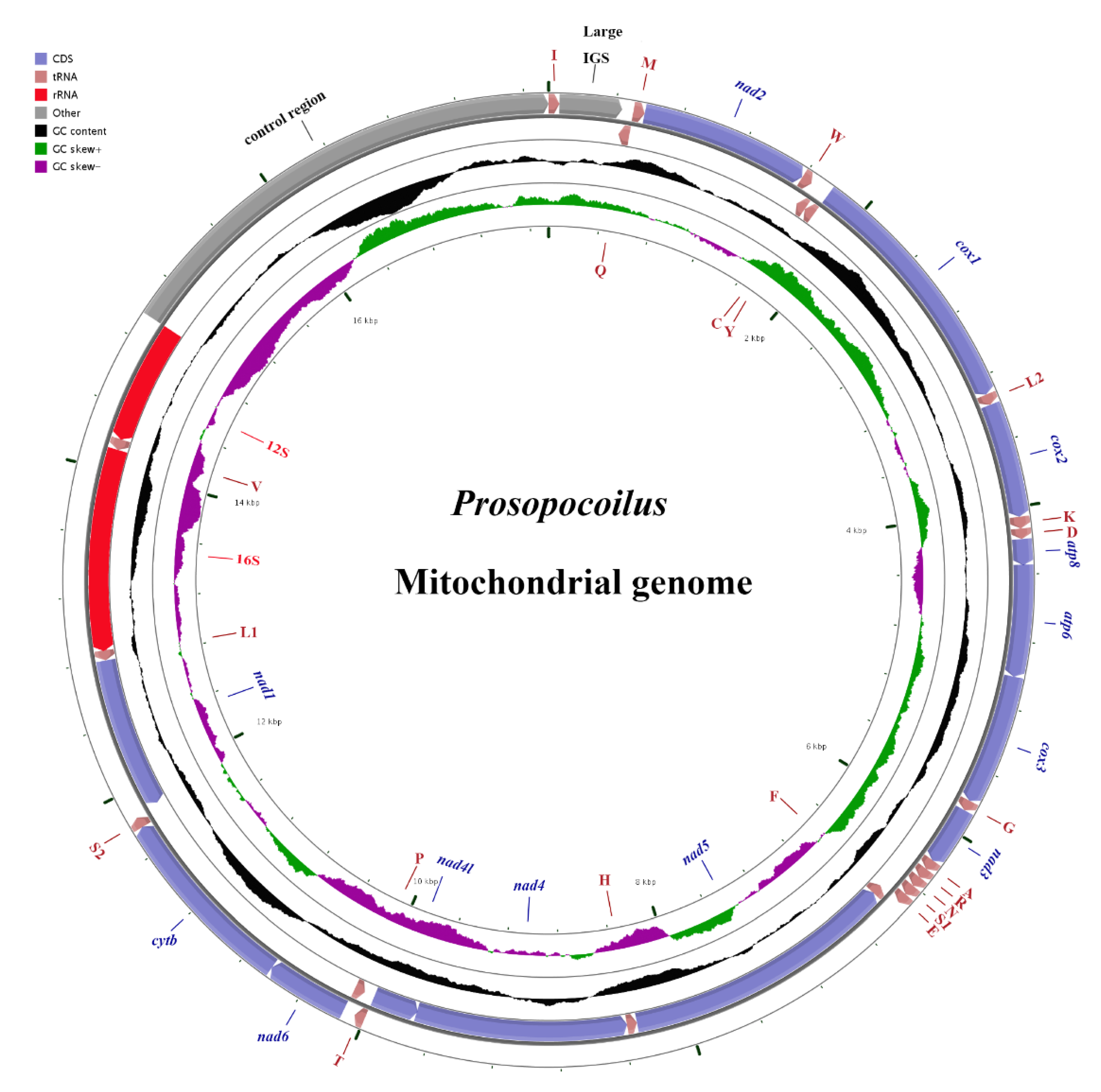 Phylogenetic Implication of Large Intergenic Spacers: Insights from a ...