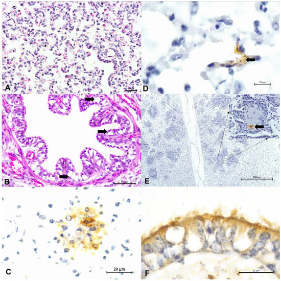 Animals | Free Full-Text | Infectious Disease Agents Associated with ...