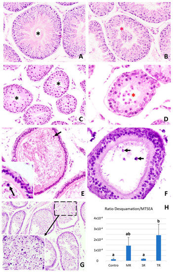 Cellular Modifications in Spermatogenesis during Seasonal Testicular ...